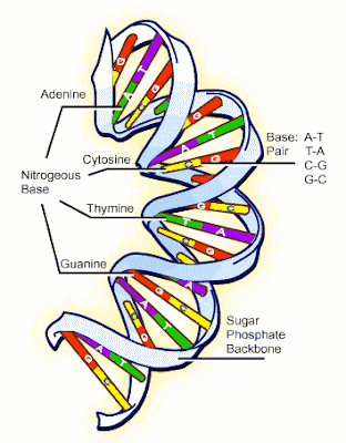DNA And The Cells: Double Helix Known As A Twisted Ladder