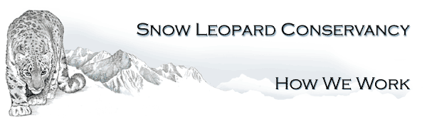Thai Logo Lover: Snow Leopard — Conservation & Beyond