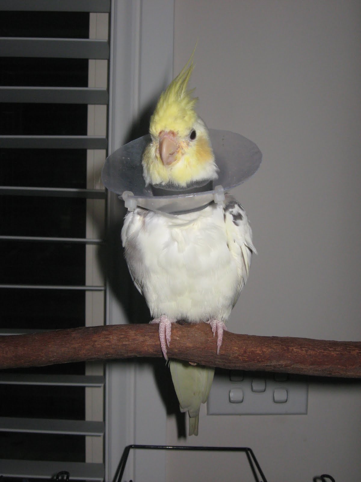 Spooky the feather plucking cockatiel