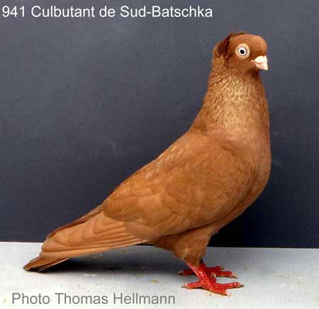 ΡΑΤΣΕΣ ΠΕΡΙΣΤΕΡΙΩΝ: South Batschka Tumbler