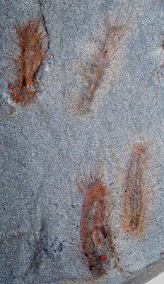 Dr. Rock's Lost Gallery