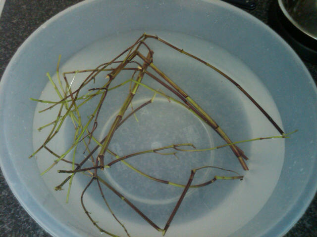 The Diary of a Witch: From Nettle Sting, to Nettle String....