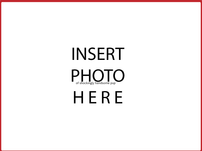 The White Dog Blog: July 2010