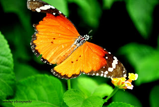 New World: Life of Butterfly