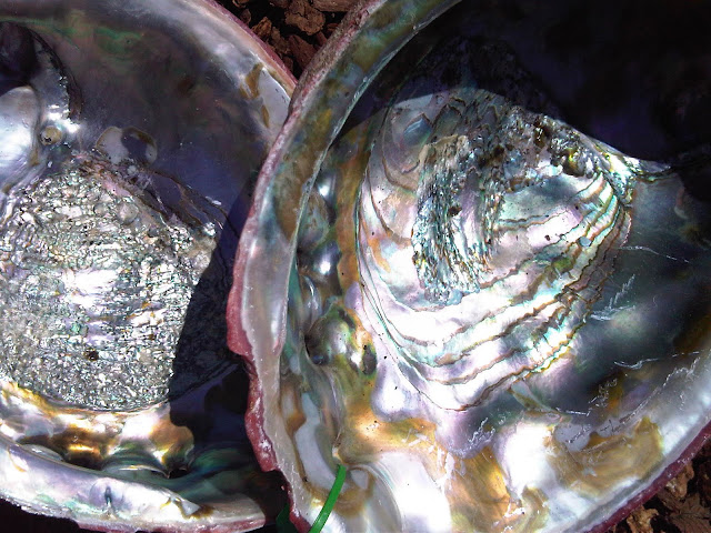 pan fried abalone with honey champagne sauce