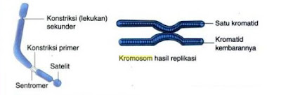 STUDY: Kromosom Manusia