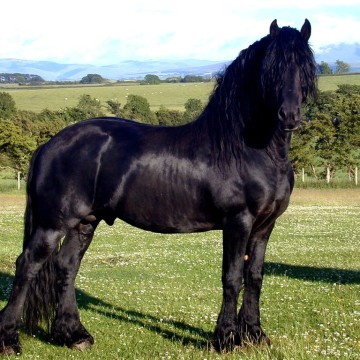 caballos: "frisones"