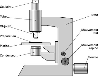 MaSegpaSVT: Méthode d'observation au microscope optique