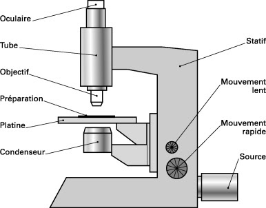 MaSegpaSVT: Méthode d'observation au microscope optique