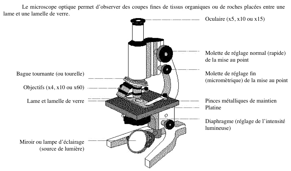 svtOlycée: Le Microscope Optique