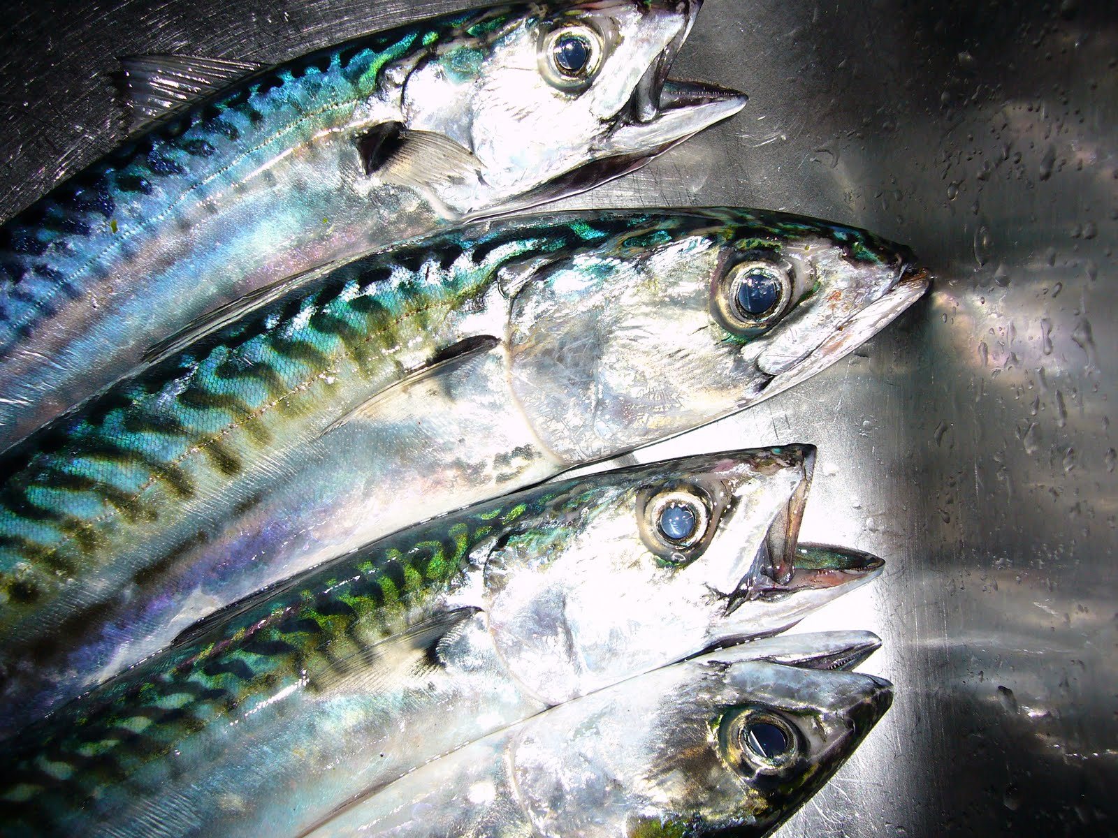 Cornish Mackerel