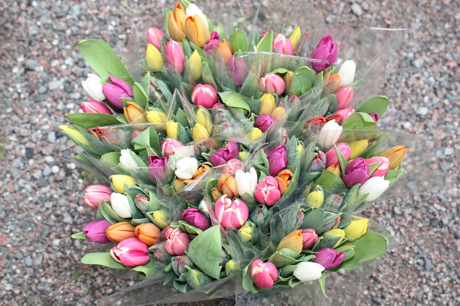 FloraBuketten Lotta: Frossa i tulpaner