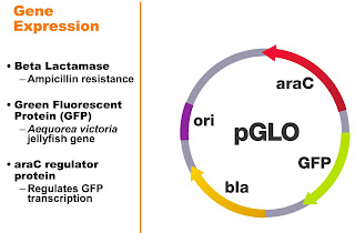 ONU Biology 217: LAB - Genetic transformation - making E. coli glow and ...