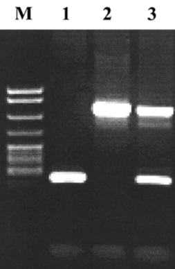 ONU Biology 217: Module 1 (section 1)Lab 3 - PCI DNA extraction from ...