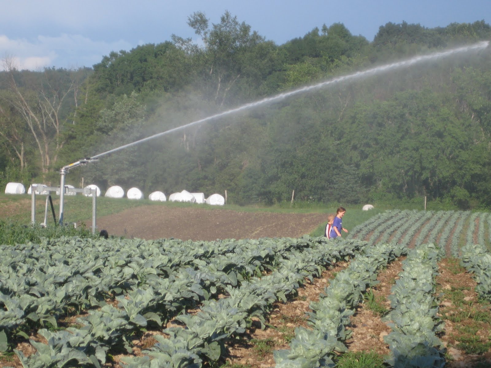 The Farm at Miller's Crossing: Staying Cool--Farm Style