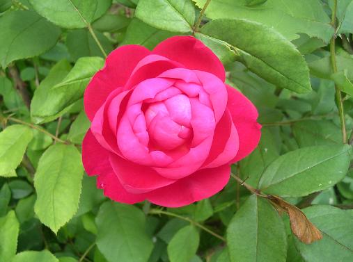 Best Favorite Flowers In The World: David Austin Rose