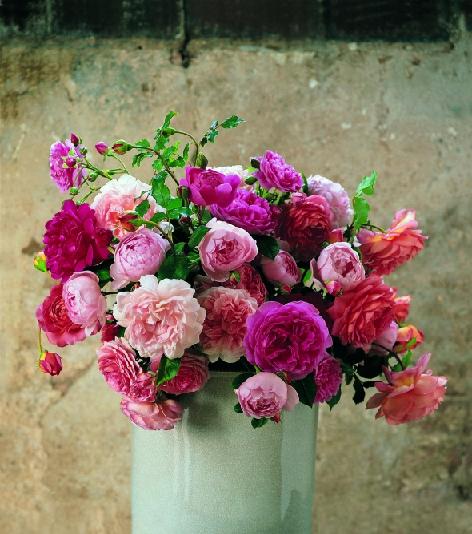 Best Favorite Flowers In The World: David Austin Rose