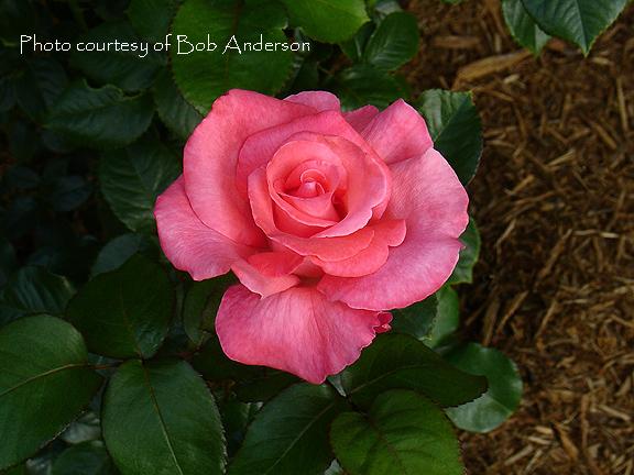Best Favorite Flowers In The World: Touch of class Rose