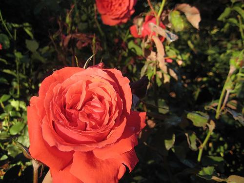 Best Favorite Flowers In The World: Best Smelling Rose