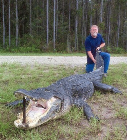 An Oh Kaye! Holiday: 1000lb Gator!