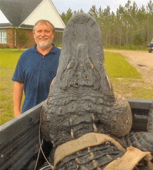 An Oh Kaye! Holiday: 1000lb Gator!