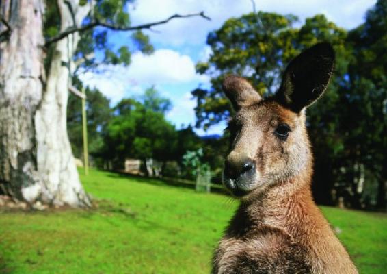 Tasmanian Forester Kangaroo