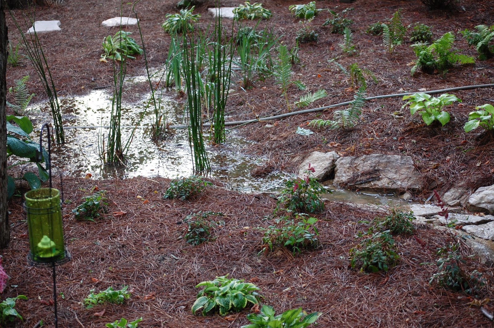 The Hesitant Gardener: Before and After ~ The Rain Garden