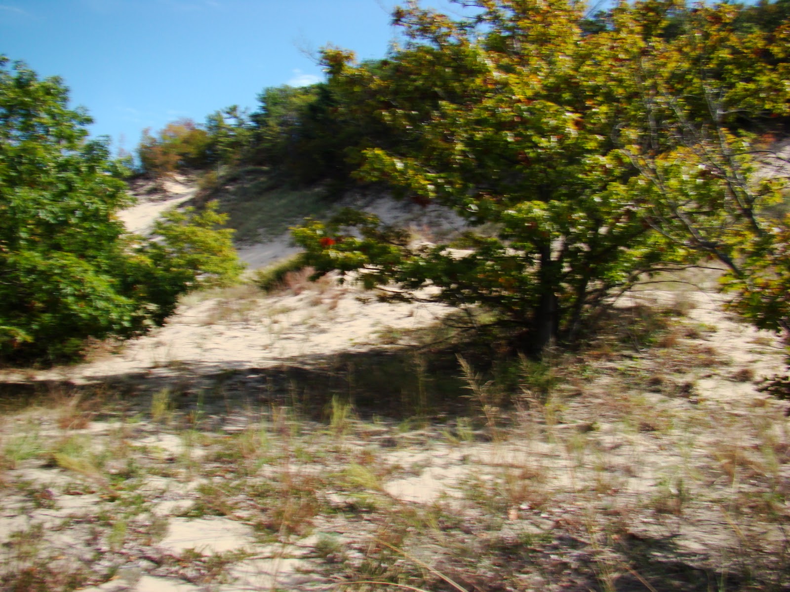 Rosy Mounds Dune Project: Succession: Definition and Examples