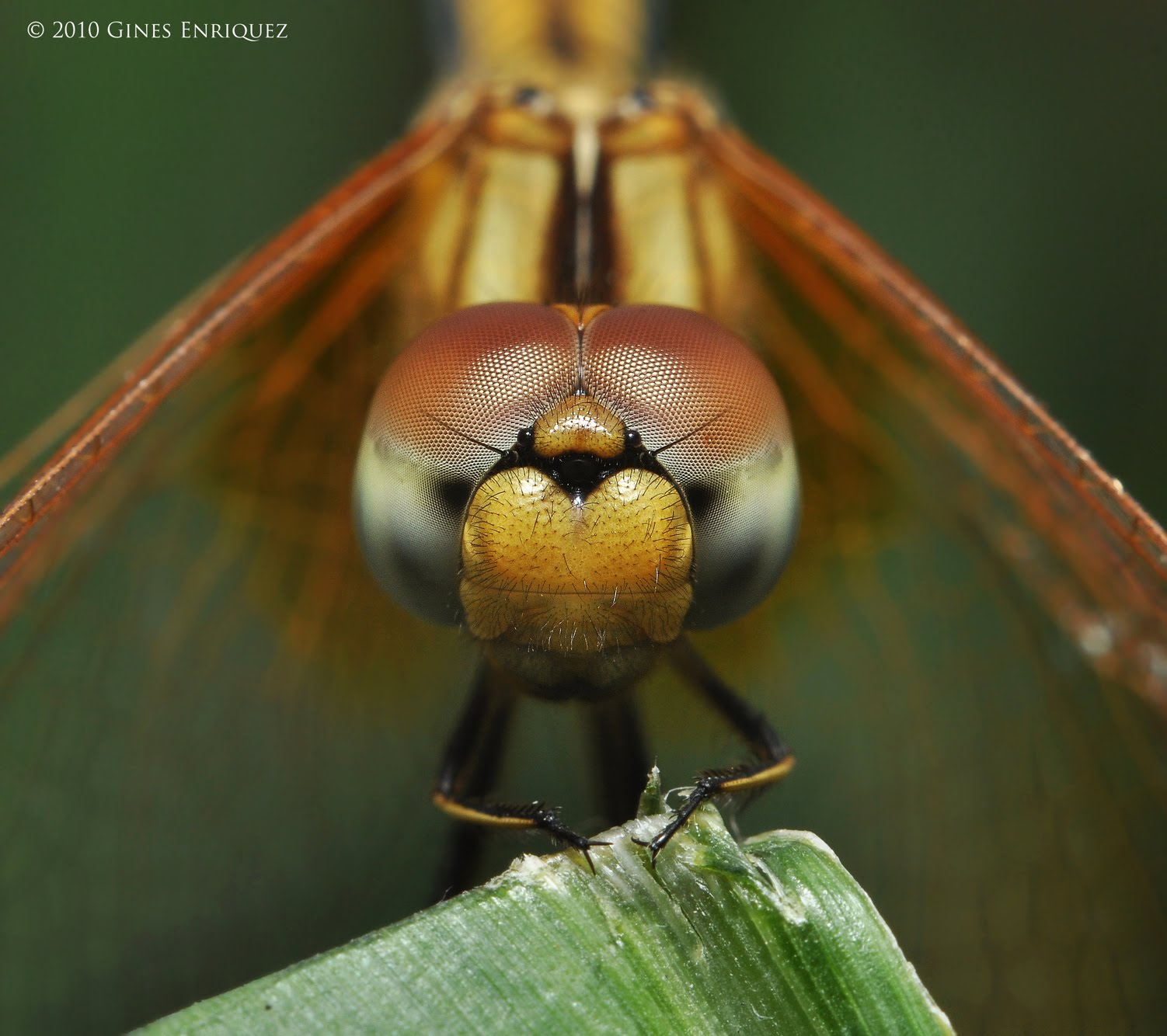 Gines Enriquez The Critterazzi