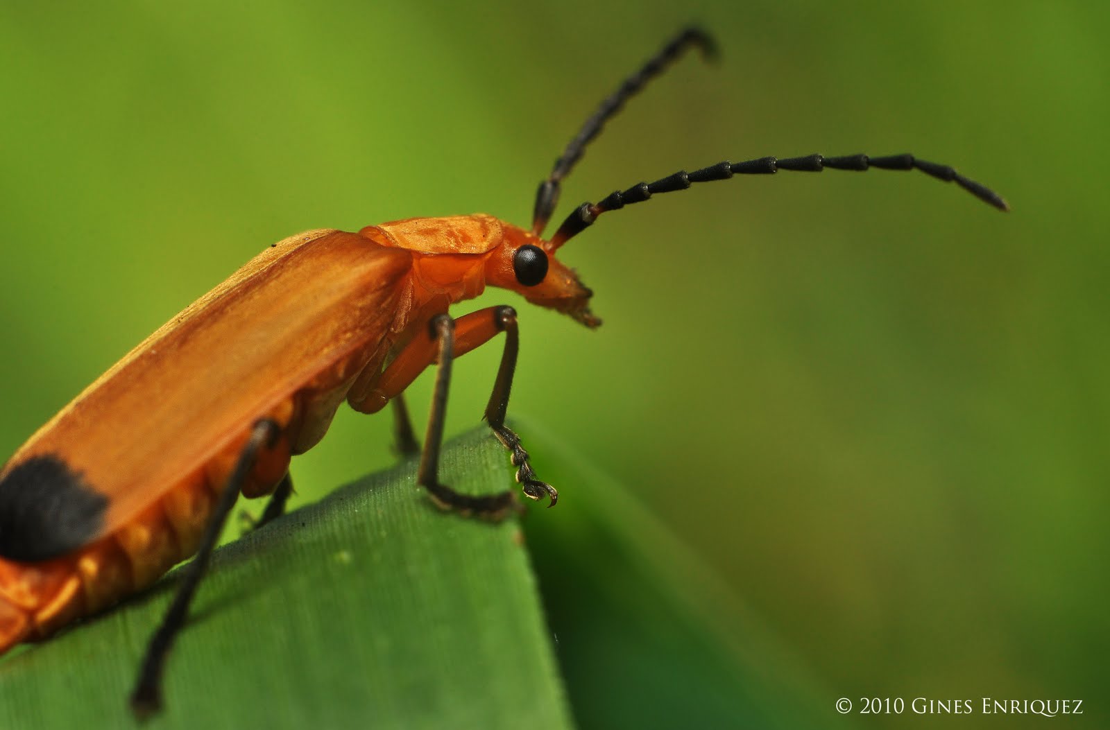 Gines Enriquez The Critterazzi