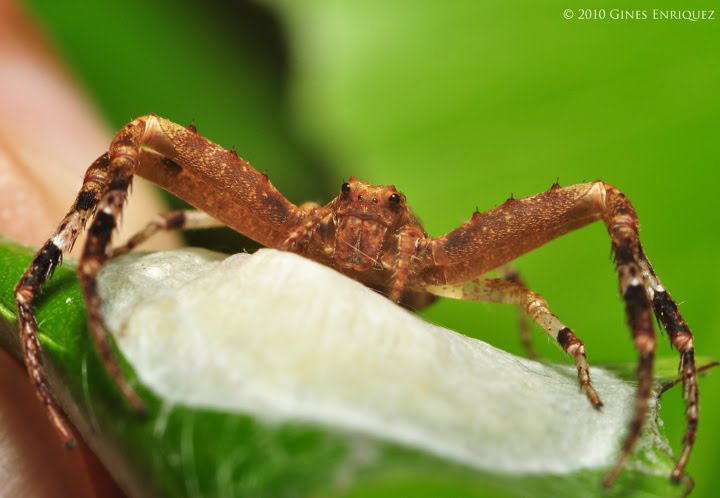 Gines Enriquez The Critterazzi