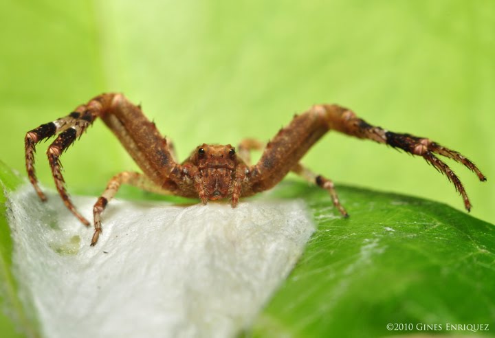 Gines Enriquez The Critterazzi