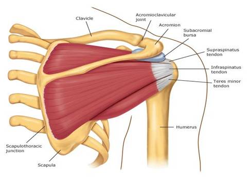 Bullet Proof Your Health: Shoulder Problems?