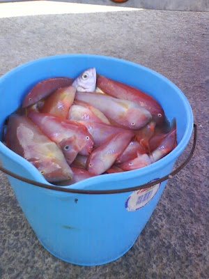 PESCA MALLORCA RAPE74