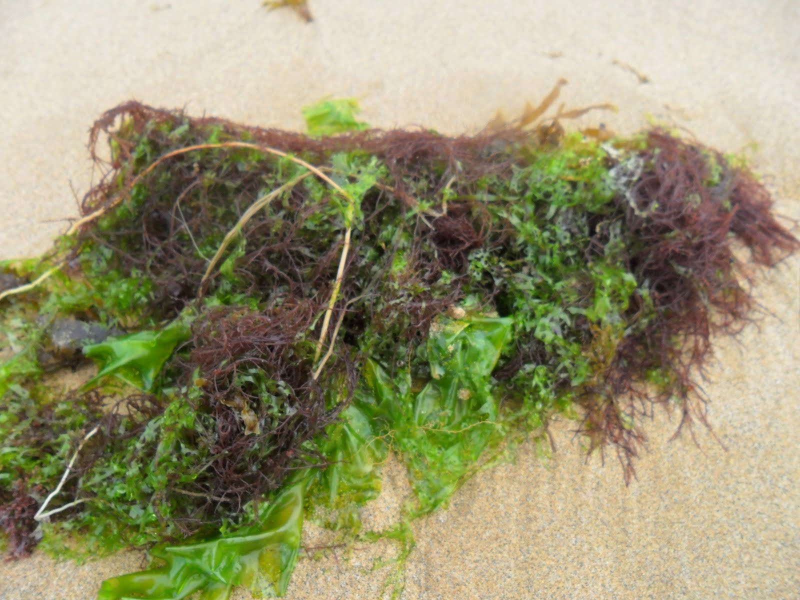 Seaweed collection 2010: Lipoa Beach Seaweed Collection and survey