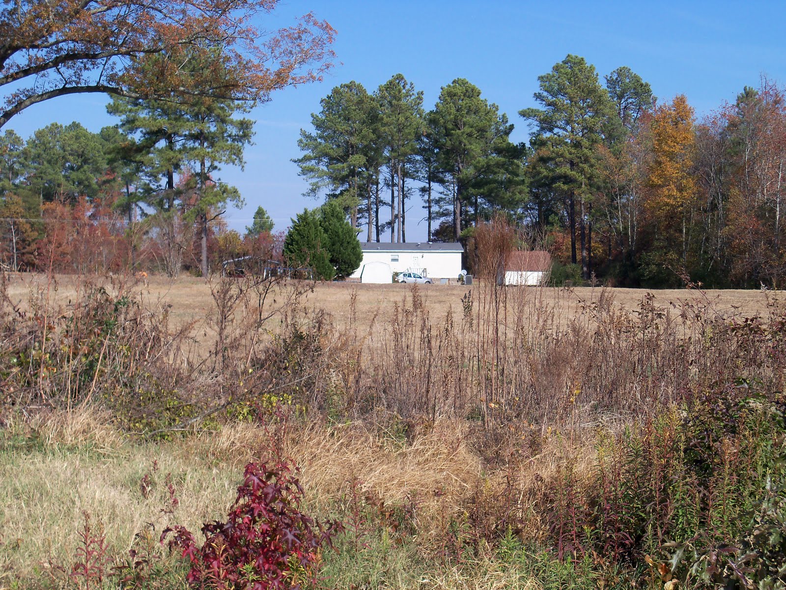 The Simple Life: Random back yard pictures on Sunday morning
