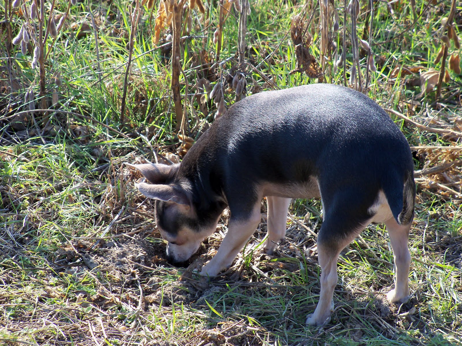 The Simple Life: Random back yard pictures on Sunday morning