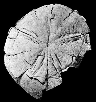 HISTORIA DE LA GEOLOGÍA Y BIOLOGÍA: LAS MARAVILLAS PALEONTOLÓGICAS DEL ...