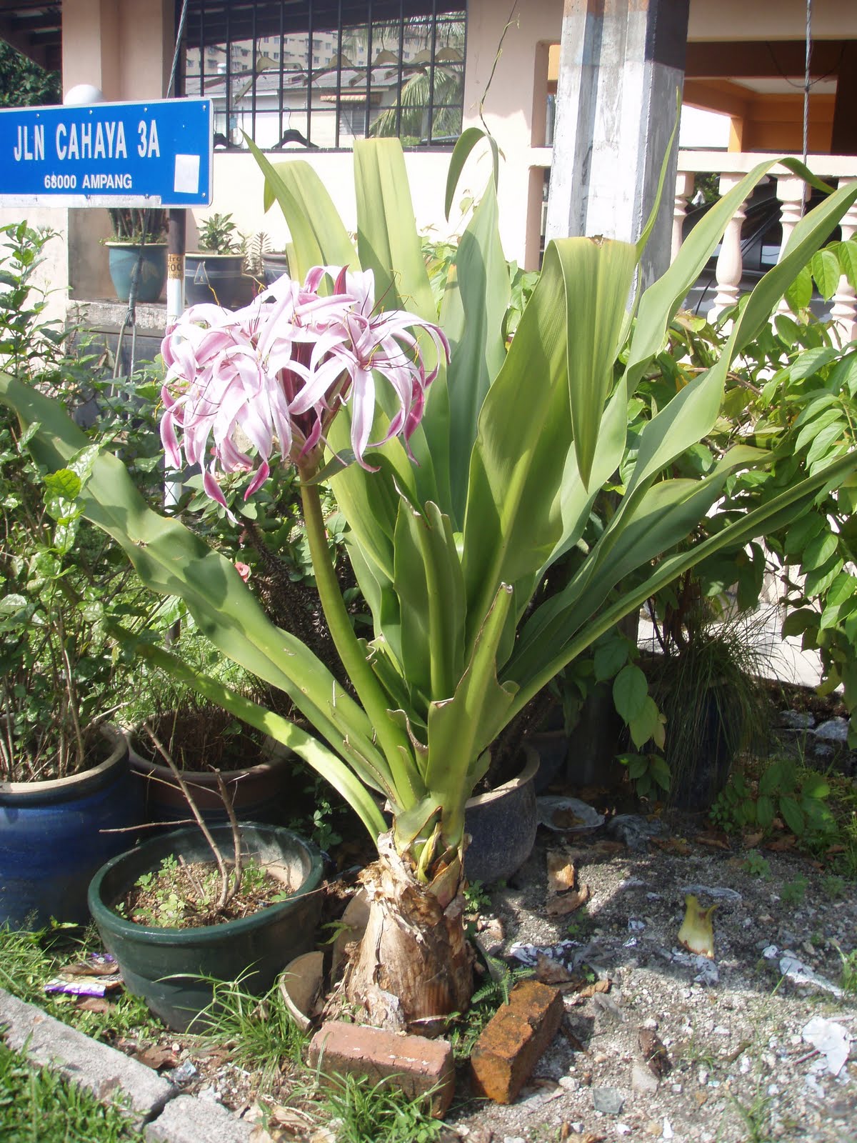 PETUA YANG BAGUSSS...: MENGENALI POKOK TEMBAGA SUASA DAN KHASIATNYA