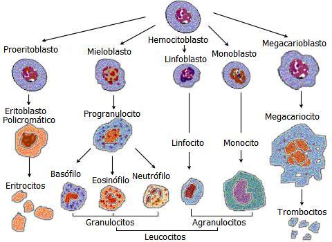 Células Progenitoras Mieloides; Células Madre Mieloides