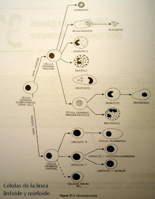 Tecnología Médica Mención Morfofisiopatología y Citodiagnóstico: Lineas ...