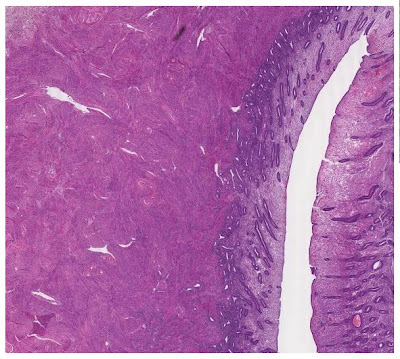 Tecnología Médica Mención Morfofisiopatología y Citodiagnóstico ...