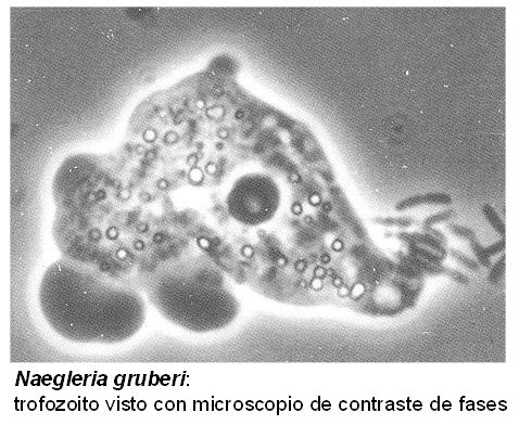 LABORATORIO DE HISTOLOGIA