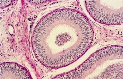 Tecnología Médica: Microscopía Virtual - Testículo y epidídimo