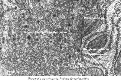Tecnología Médica Mención Morfofisiopatología y Citodiagnóstico ...