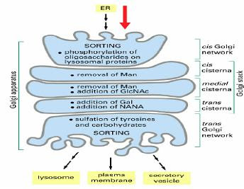 Tecnología Médica Mención Morfofisiopatología y Citodiagnóstico ...