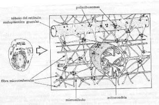Tecnología Médica Mención Morfofisiopatología y Citodiagnóstico ...