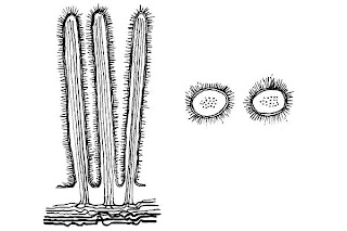Tecnología Médica Mención Morfofisiopatología y Citodiagnóstico ...