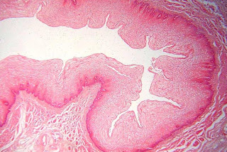 Tecnología Médica Mención Morfofisiopatología y Citodiagnóstico ...