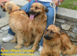 El perro pastor vasco